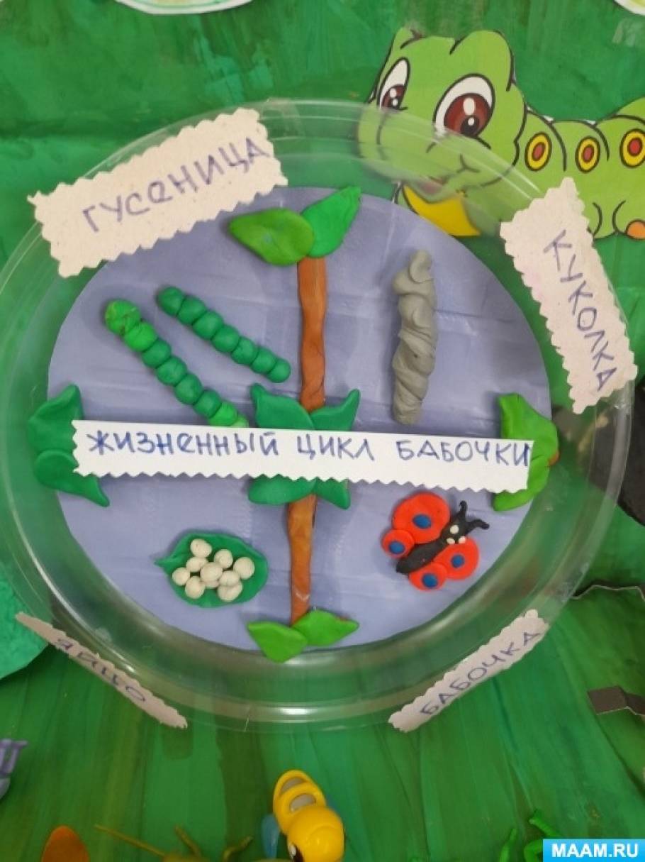 Мини-музей «Насекомые» в старшей группе с макетом (8 фото ...