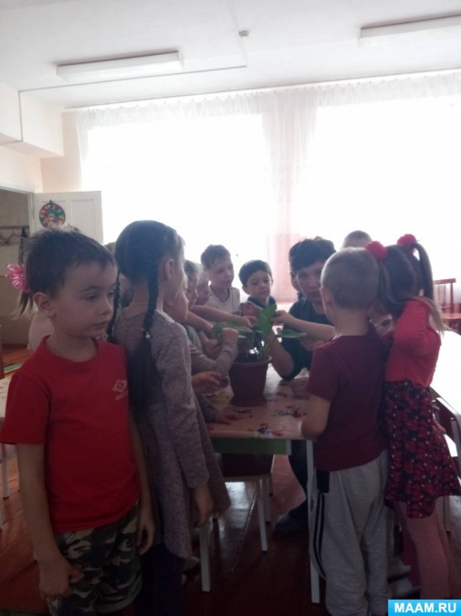 «Мир комнатных растений». Занятие по познавательному развитию в старшей ...